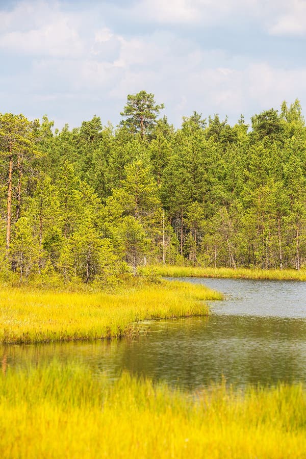 Marshy lake shore stock image. Image of clouds, outdoors - 81294451