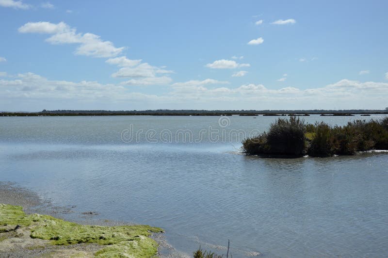 Marshy landscape stock photo. Image of lansdcape, landscape - 67714208
