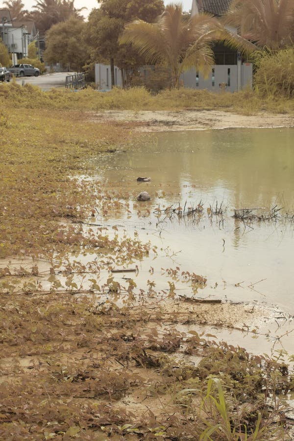 A Marshy Landscape Scene Outside the the Residential Vicinity Area ...