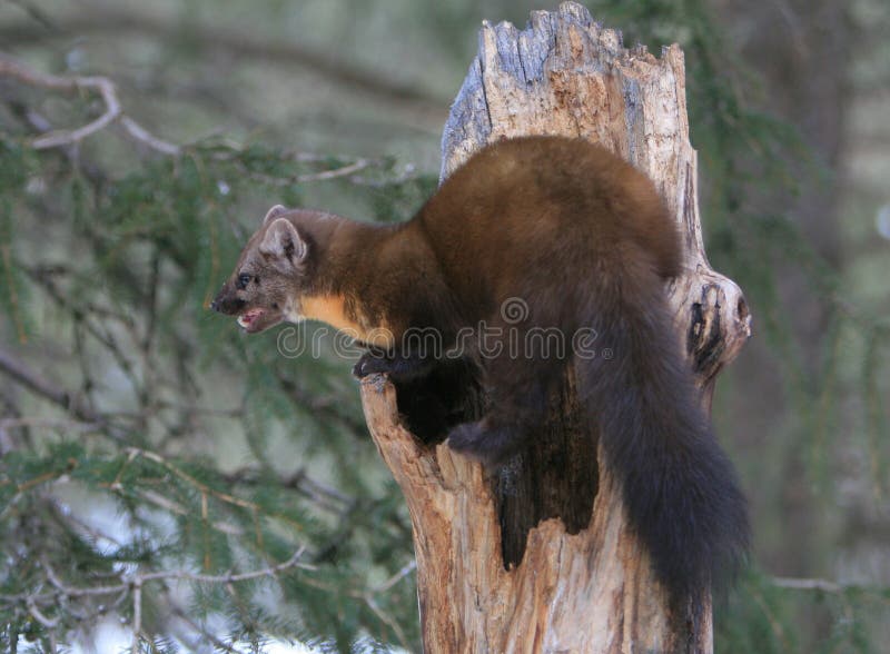 Baum marten stock photo. Image of leaf, light, idyllic - 1342046