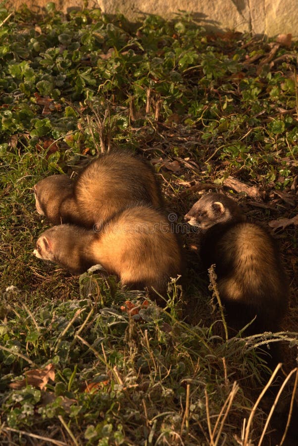 Marter stock foto. Image of steen, bruin, ongedierte - 22553390
