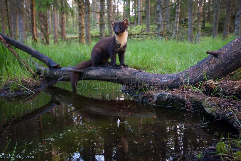 Marten in Forest Environment Stock Image - Image of grass, marten ...