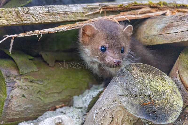 Marten is Hiding in an Old Wooden Building Stock Photo - Image of ...