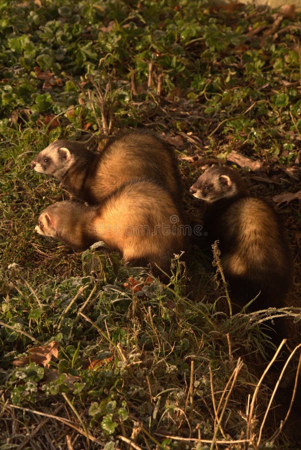 Marten stock photo. Image of green, animal, mustelidae - 22553390