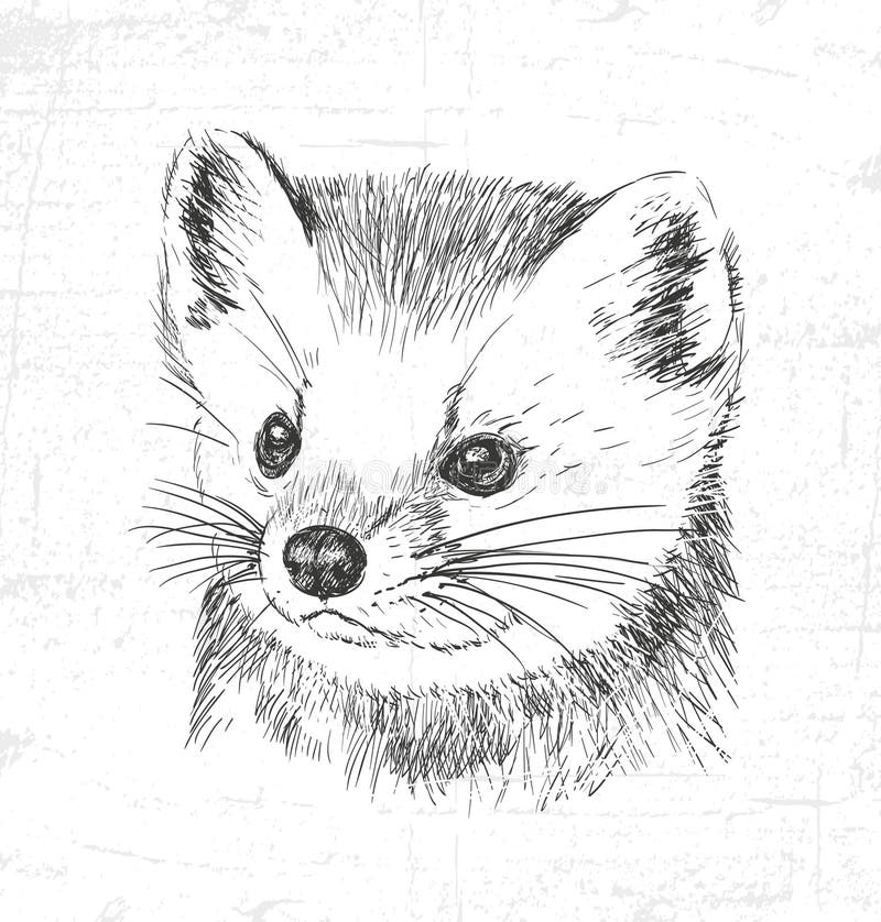 Marten Stock Illustrations – 1,423 Marten Stock Illustrations, Vectors ...