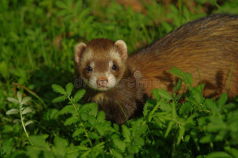 Marter stock foto. Image of steen, bruin, ongedierte - 22553390