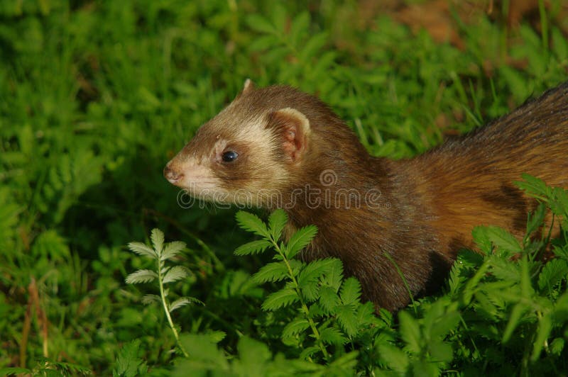 Marter stock foto. Image of steen, bruin, ongedierte - 22553390