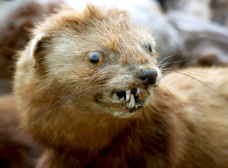 Marten stock afbeelding. Image of jacht, verscheurd, tanden - 27206697