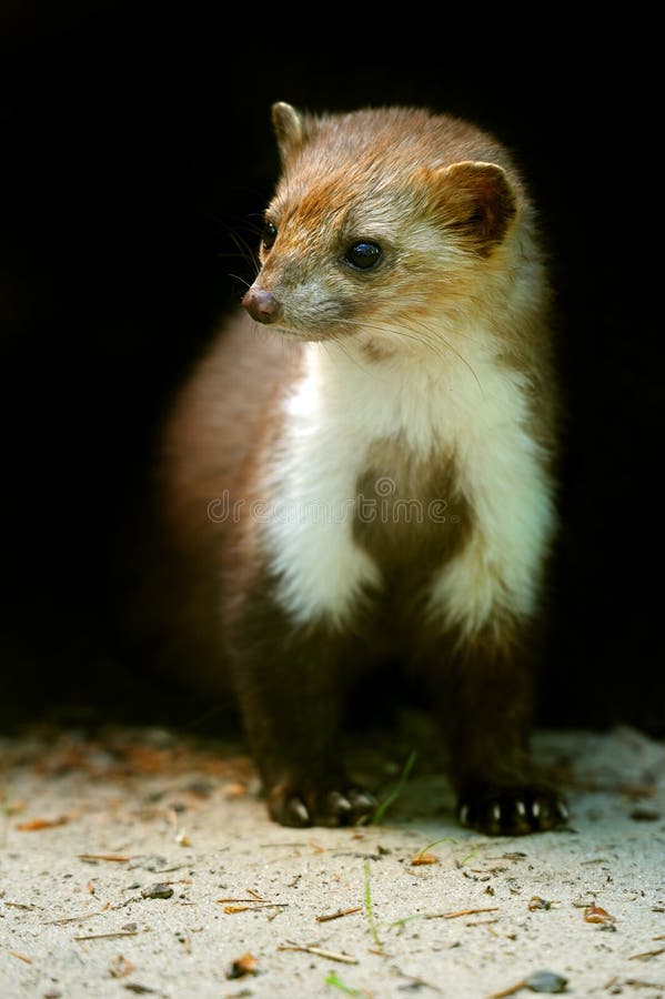 Marter stock foto. Image of thema, dier, snel, marter - 35385828