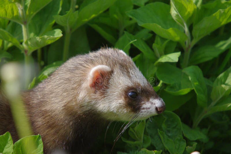 Marter stock foto. Image of steen, bruin, ongedierte - 22553390