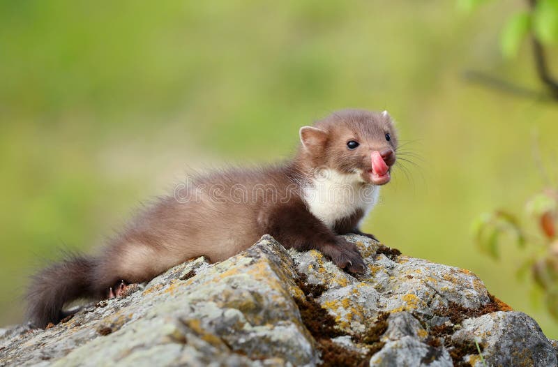 De marter van Nice stock afbeelding. Image of jong, zoet - 55588675