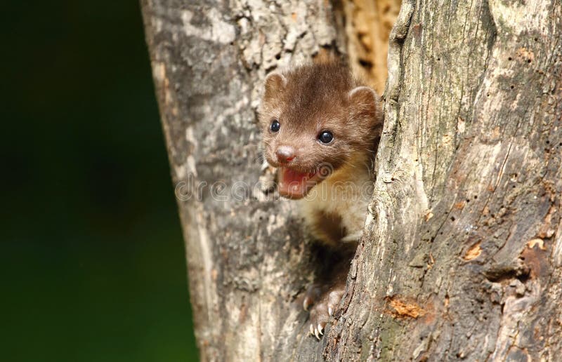 Het jonge marter beklimmen stock foto. Image of weel - 74971412