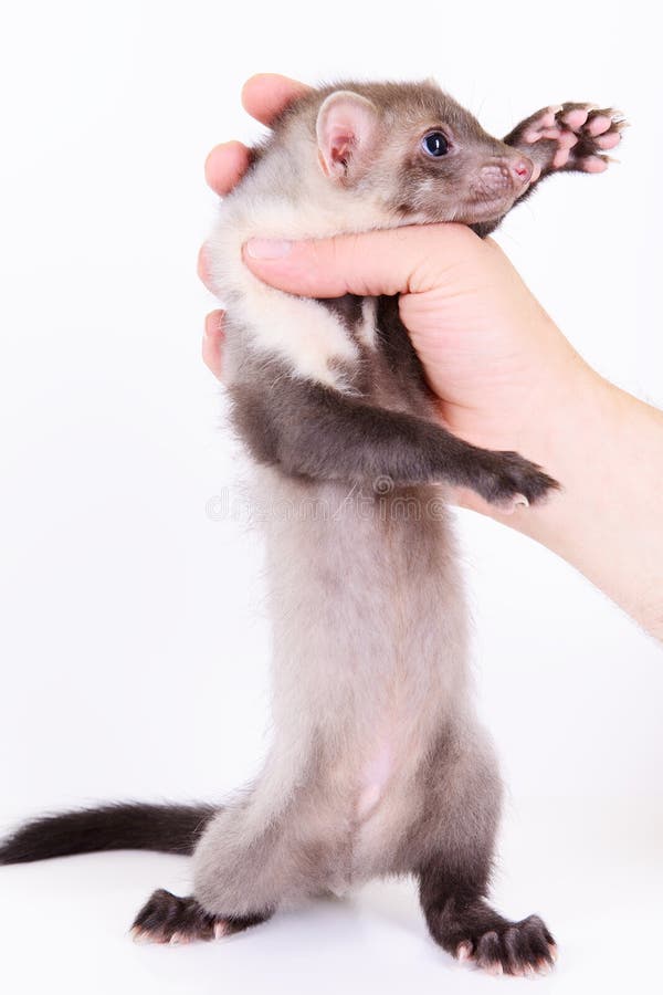Marter in menselijke hand stock afbeelding. Image of zoogdier - 31823653