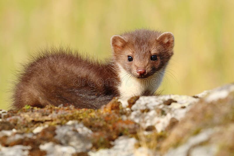 Aanbiddelijke Marter Op Steen Stock Foto - Image of moordenaar, zoet ...