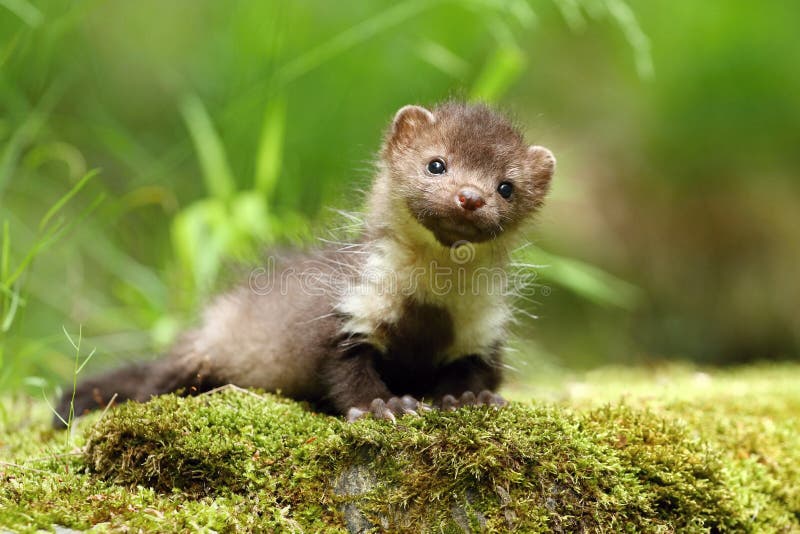 Aanbiddelijke Marter Op Steen Stock Foto - Image of moordenaar, zoet ...