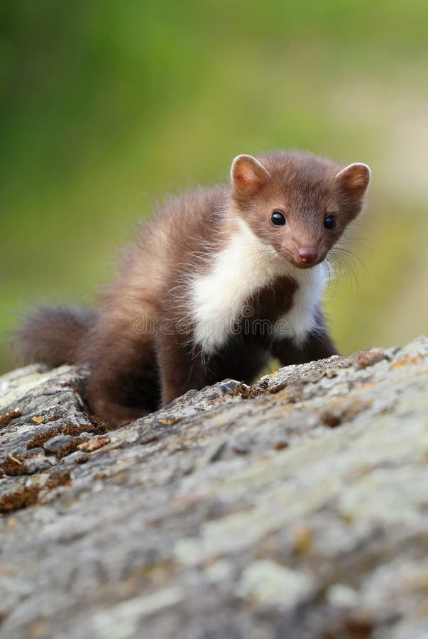 Aanbiddelijke Marter Op Steen Stock Foto - Image of moordenaar, zoet ...
