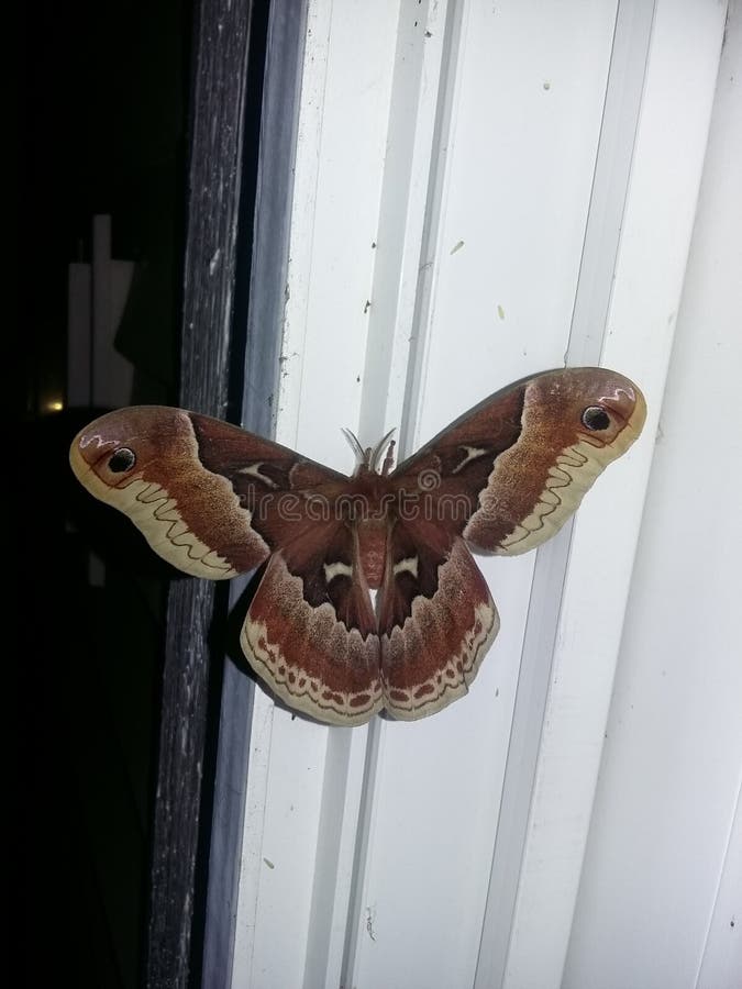 Martha Mothra stock image. Image of mothra, moth, night - 164895313