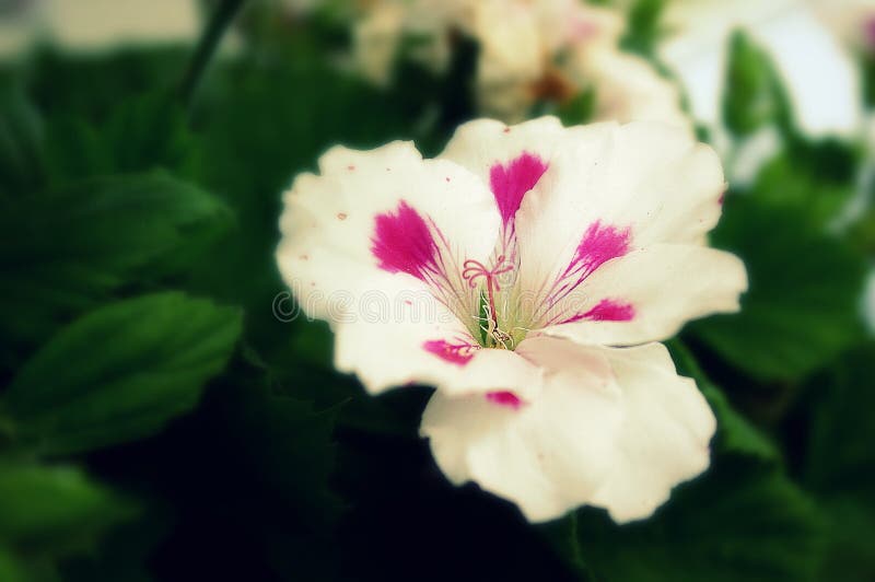 Martha Washington Geranium Blanche Photo stock - Image du géranium ...