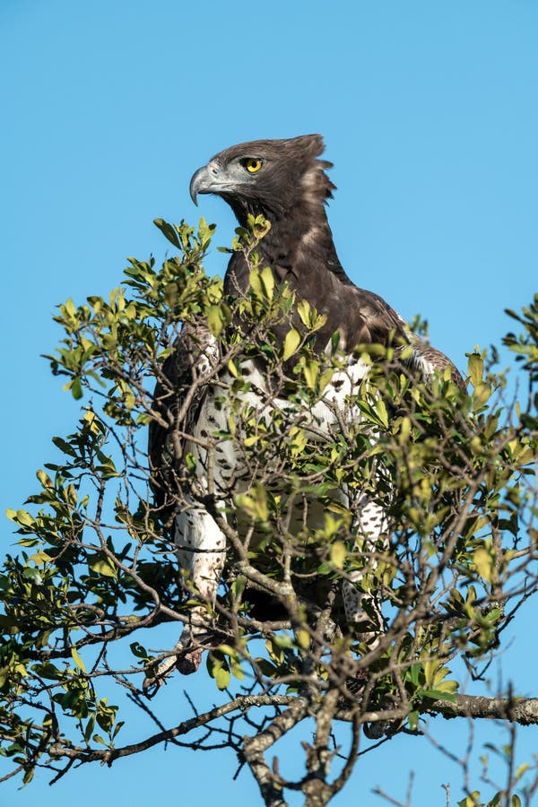 Martial Eagle Looking Left in Leafy Bush Stock Image - Image of prey ...