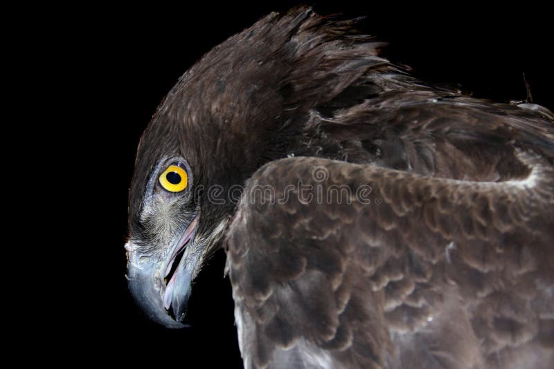 Martial Eagle (Polemaetus Bellicosus) Stock Image - Image of head, bird ...