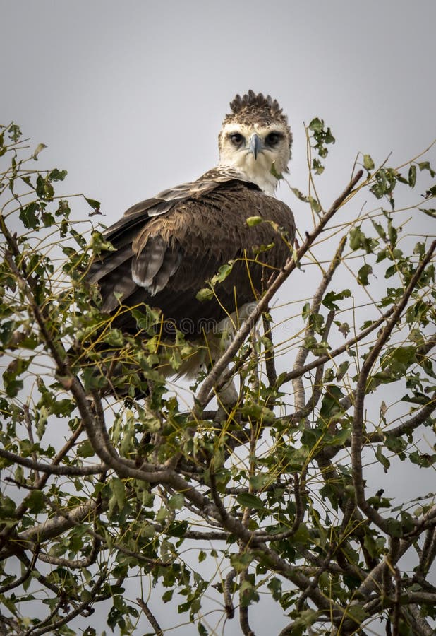 Martial Eagle, Polemaetus Bellicosus, is a Large Eagle Native To Sub ...