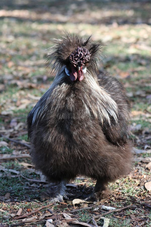 Gallo Feo Fotos de stock - Fotos libres de regalías de Dreamstime