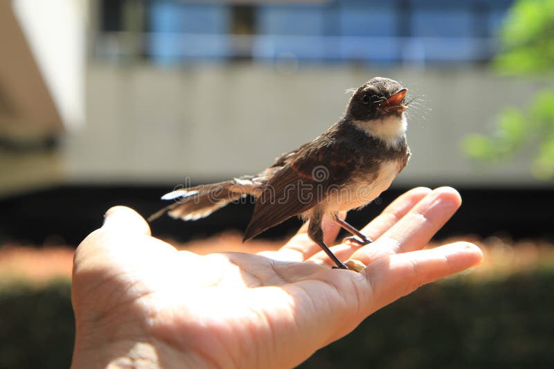 Martin bird on human hand stock photo. Image of beauty - 195560438