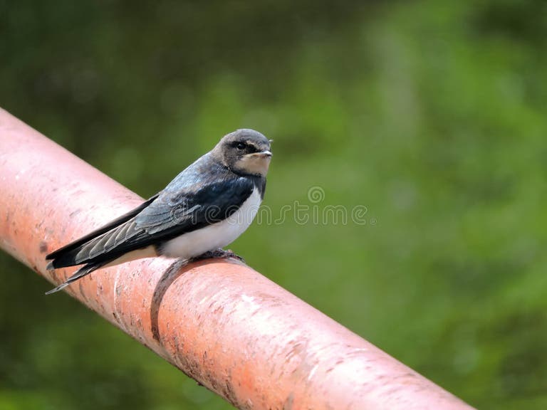 Martin bird stock photo. Image of shining, feathers, view - 43249044
