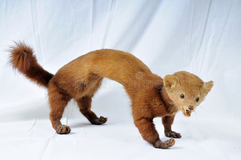 Brendon Littlejohn (Phototec) - Photos