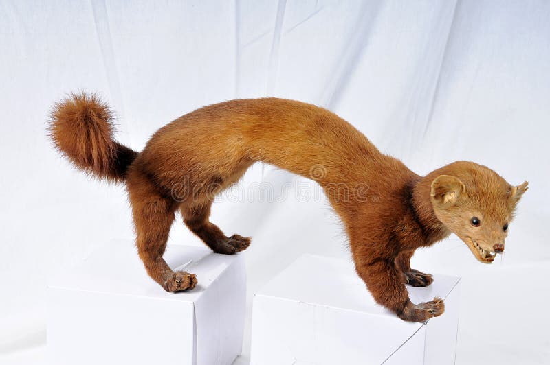 Martin stock photo. Image of wild, vicious, martin, predator - 77781536