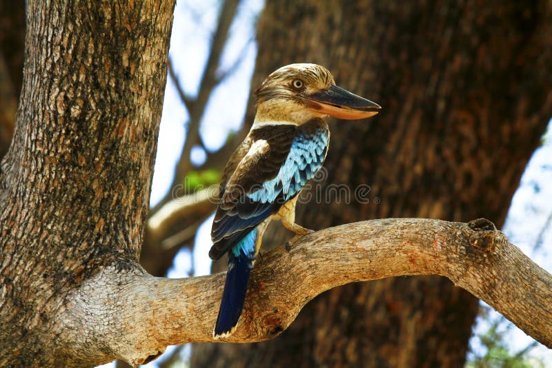 Oiseau de martin-chasseur image stock. Image du guinée - 35280349
