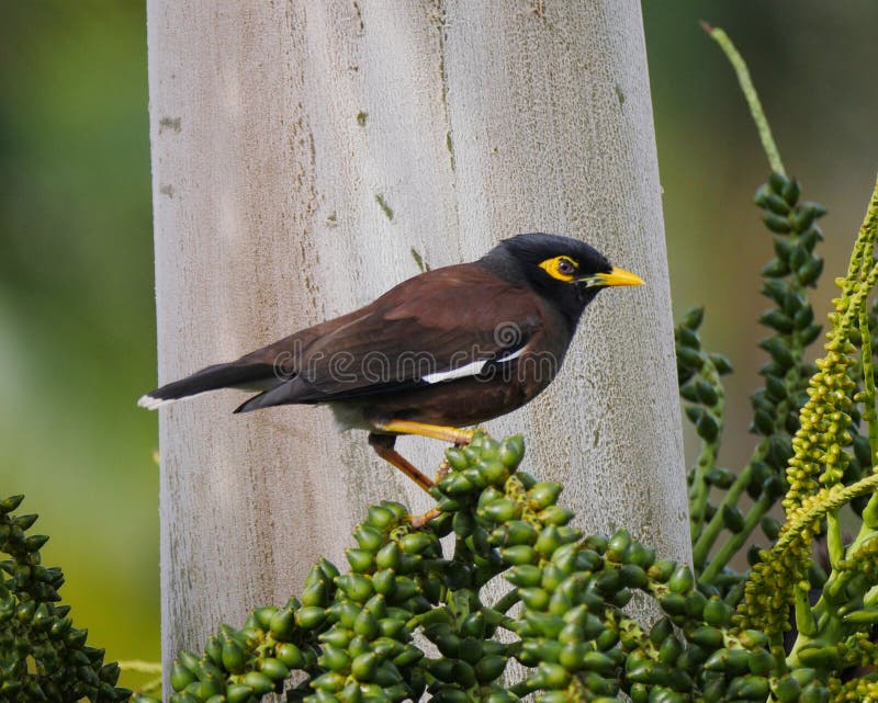 Martin Triste Perching on Palm Tree Stock Image - Image of seed, black ...