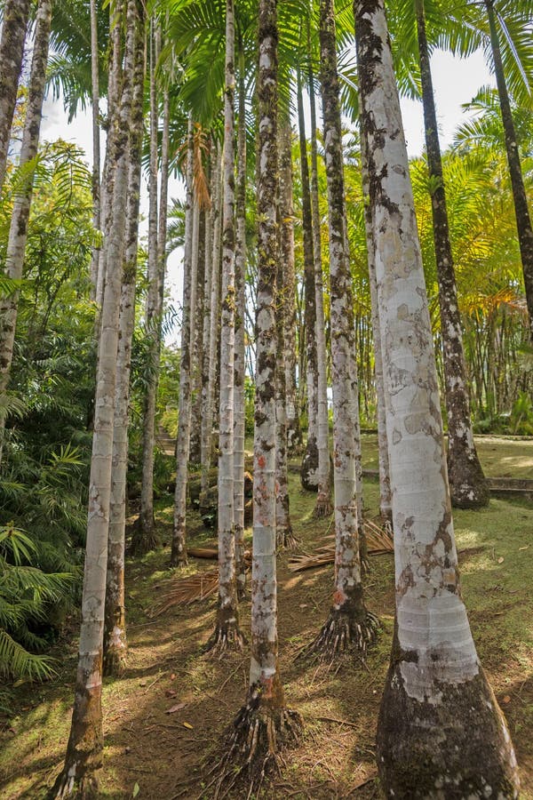 Martinique, Garden of Balata Stock Image - Image of gardener, natural ...