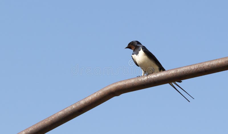 Martlet Birds Stock Photos - Free & Royalty-Free Stock Photos from ...