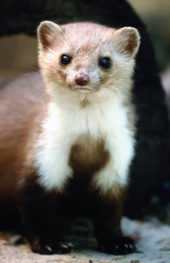 Martora immagine stock. Immagine di animale, pelliccia - 22380175