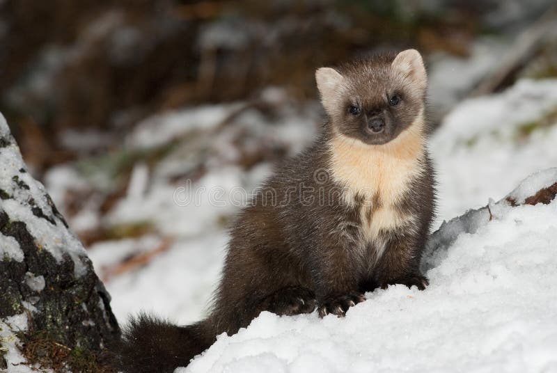 Martora fotografia stock. Immagine di onnivoro, animale - 33595294
