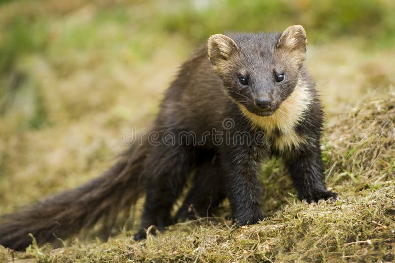 Martora Americana, Martes Americana, Immagine Stock - Immagine di ...