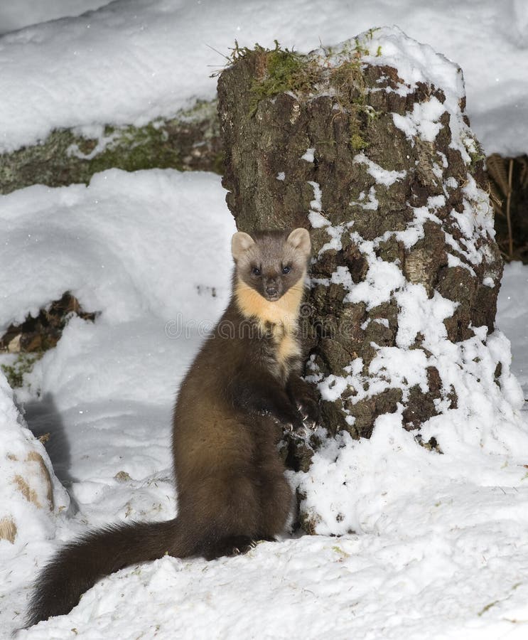 Martora immagine stock. Immagine di pino, mammifero, natura - 33596831