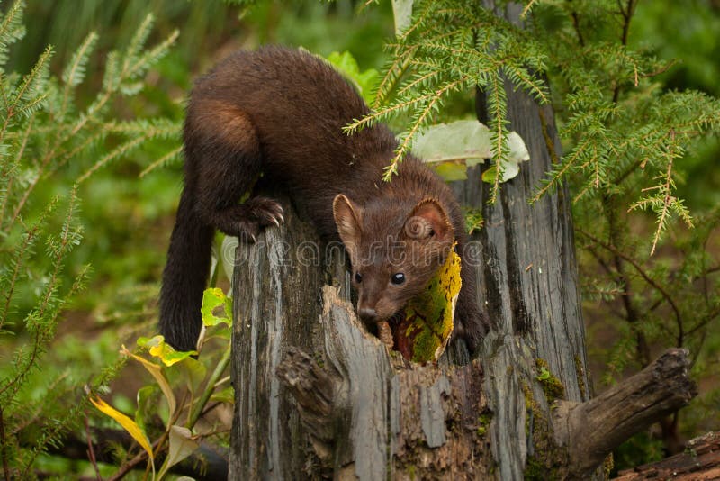 Martora Americana, Martes Americana, Immagine Stock - Immagine di ...