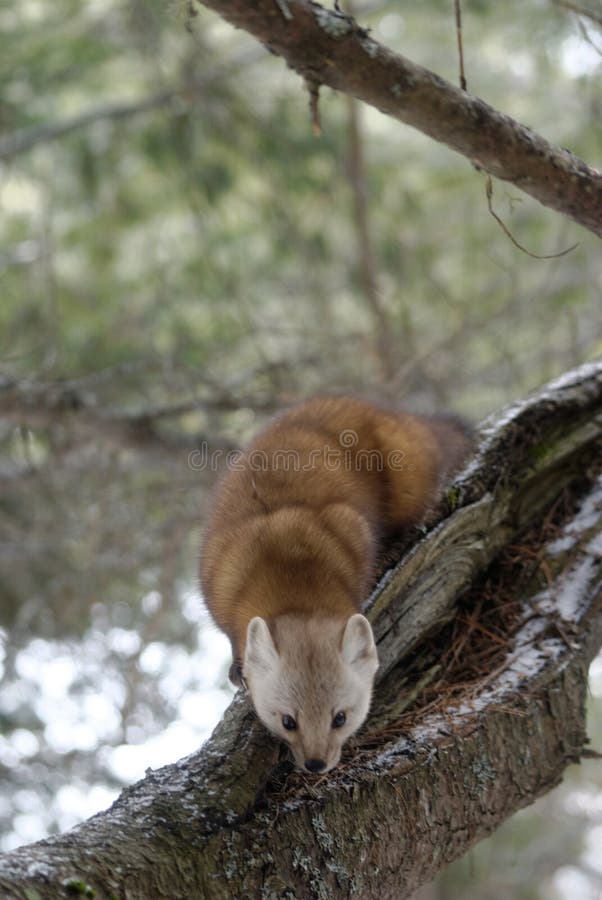 Martora americana fotografia stock. Immagine di colore - 148094616