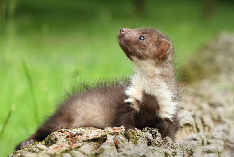 Martora curiosa fotografia stock. Immagine di animale - 55588752
