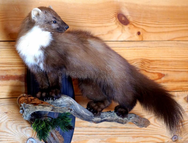 Martora farcita selvaggia fotografia stock. Immagine di animale - 56216608