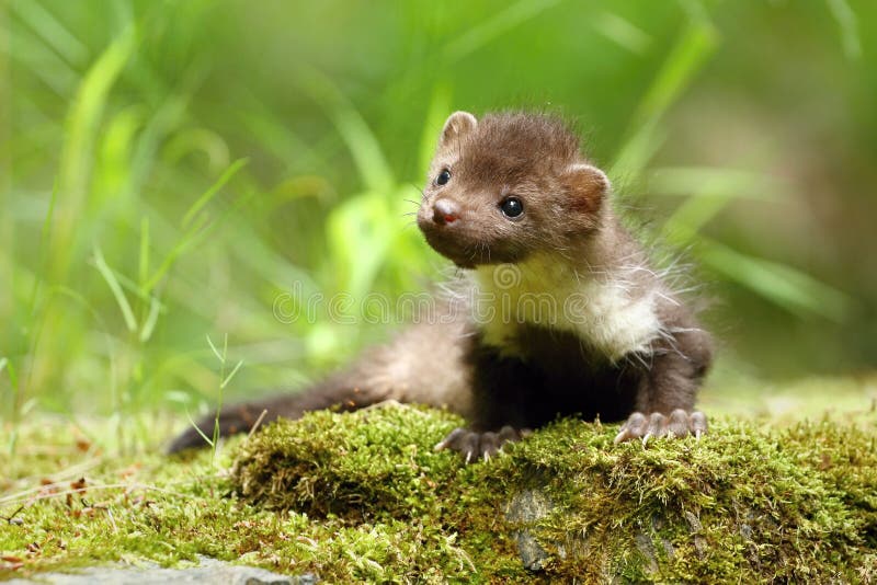 Martora in foresta immagine stock. Immagine di giovane - 55588851