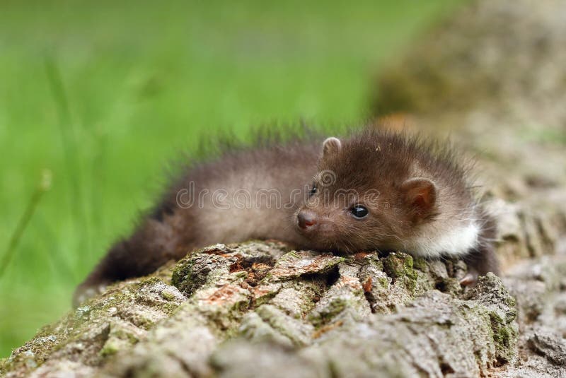 Faggio Della Martora, Lat Foina Di Martes Sul Pino Fotografia Stock ...