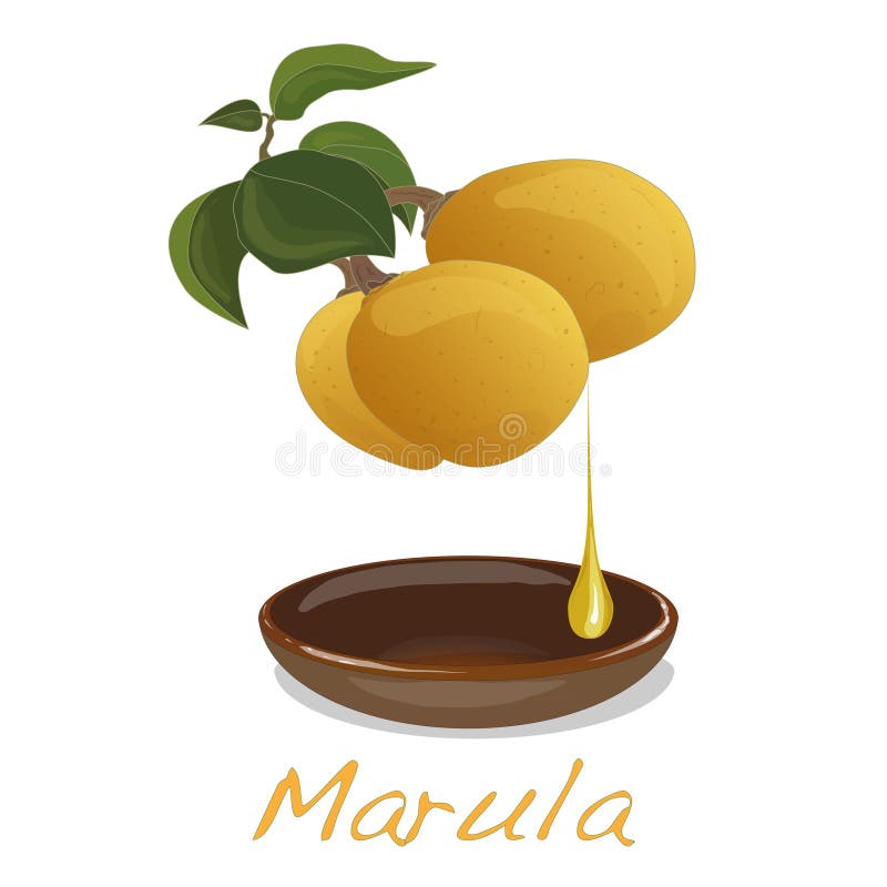 Marula fruit. Vector. stock vector. Illustration of sclerocarya - 70963463