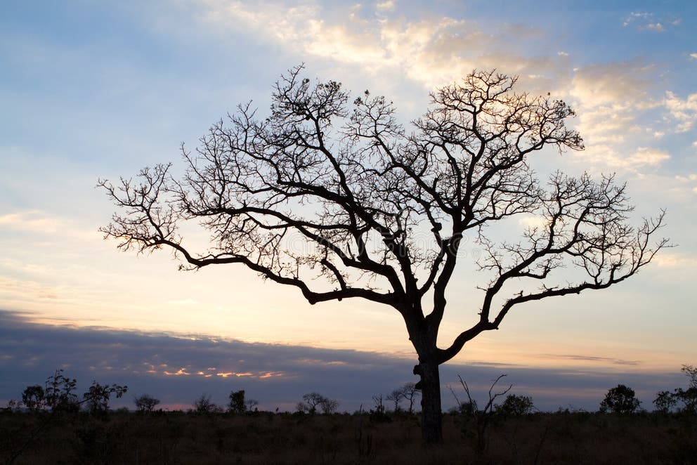 Marula tree stock photo. Image of sunset, late, leaves - 22416474