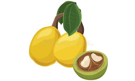 Marula Stock Illustrations – 155 Marula Stock Illustrations, Vectors ...
