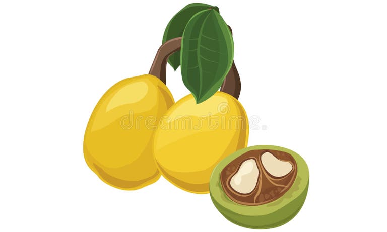 Marula Fruit Stock Illustrations – 263 Marula Fruit Stock Illustrations ...