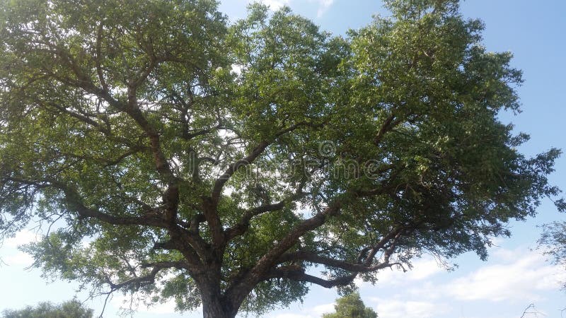 Figure From Quantification Of Sclerocarya Birrea (Marula), 53% OFF