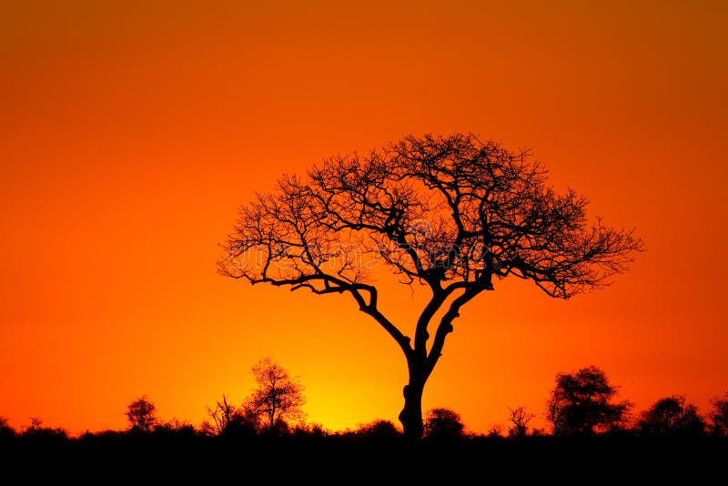 Marula tree sunset stock photo. Image of afternoon, orange - 20913490